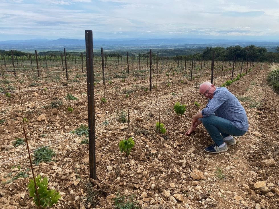 News from the vineyard - Les Combes Cachées - Minervois la Livinière